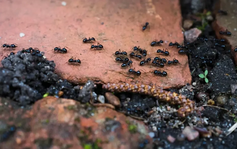 Ant colony in edible bed sparks push for natural control