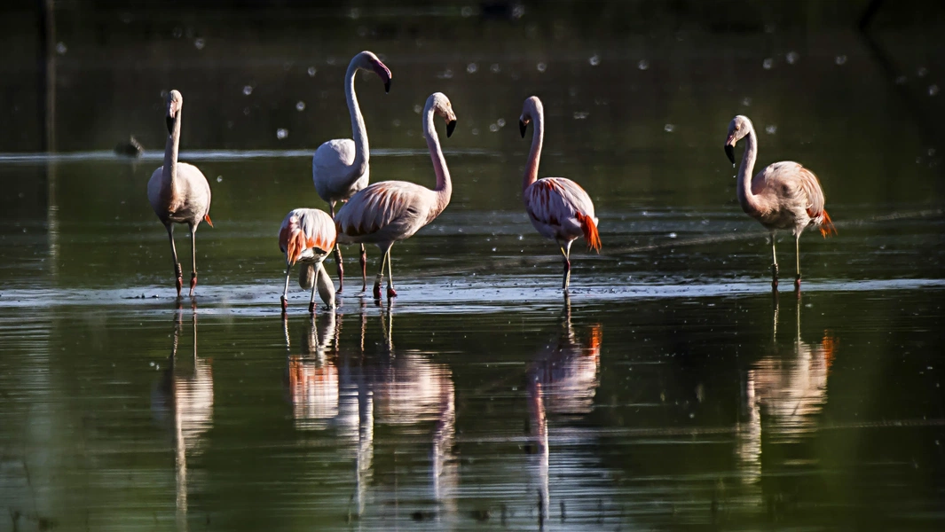 Flamingo feather color linked to diet and habitat health