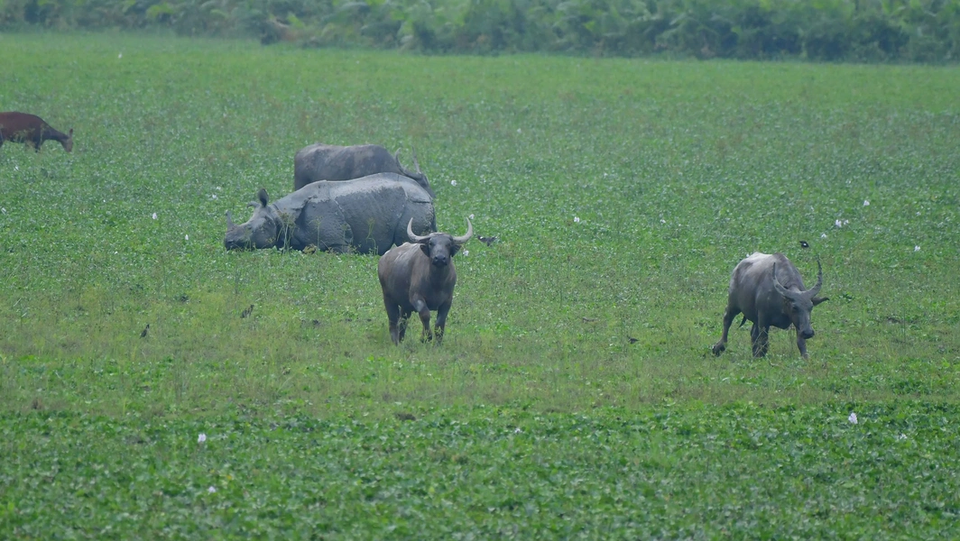 How our presence reshapes wildlife behavior