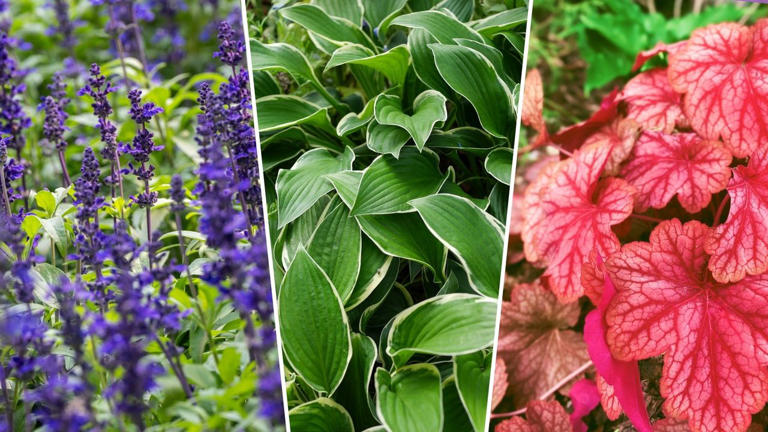 Making a big impact in a small garden is easy with these impressive ...