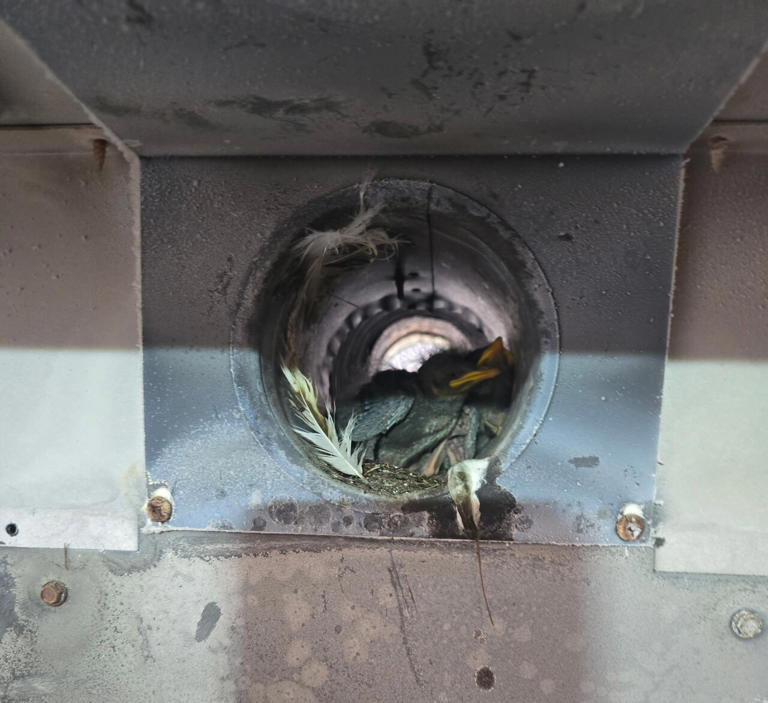 Check your vents! St. John's woman shares cautionary tale after finding ...