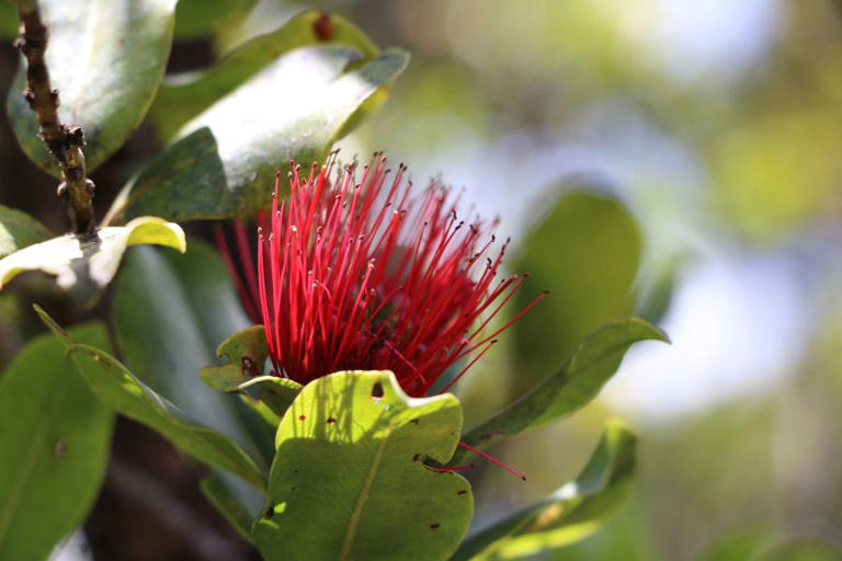 New tool shows promise in fight against Rapid ʻŌhiʻa Death