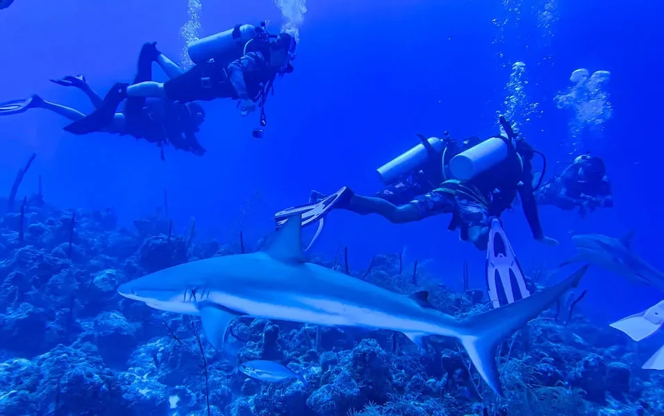 Sharks are smarter and more social than we thought