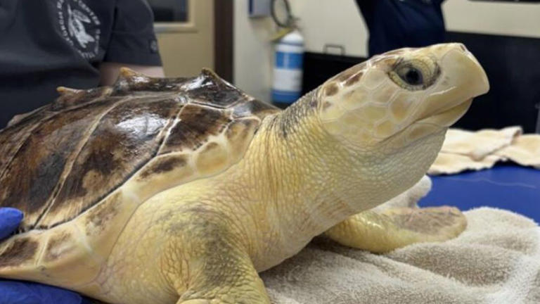 La tortuga híbrida Earl Grey sobrevive al frío extremo y su retorno al ...