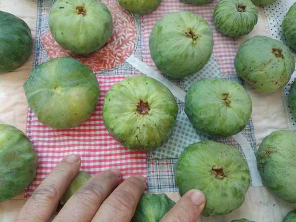 Gabiroba gigante: conheça fruta rara da Mata Atlântica que é rica em ...