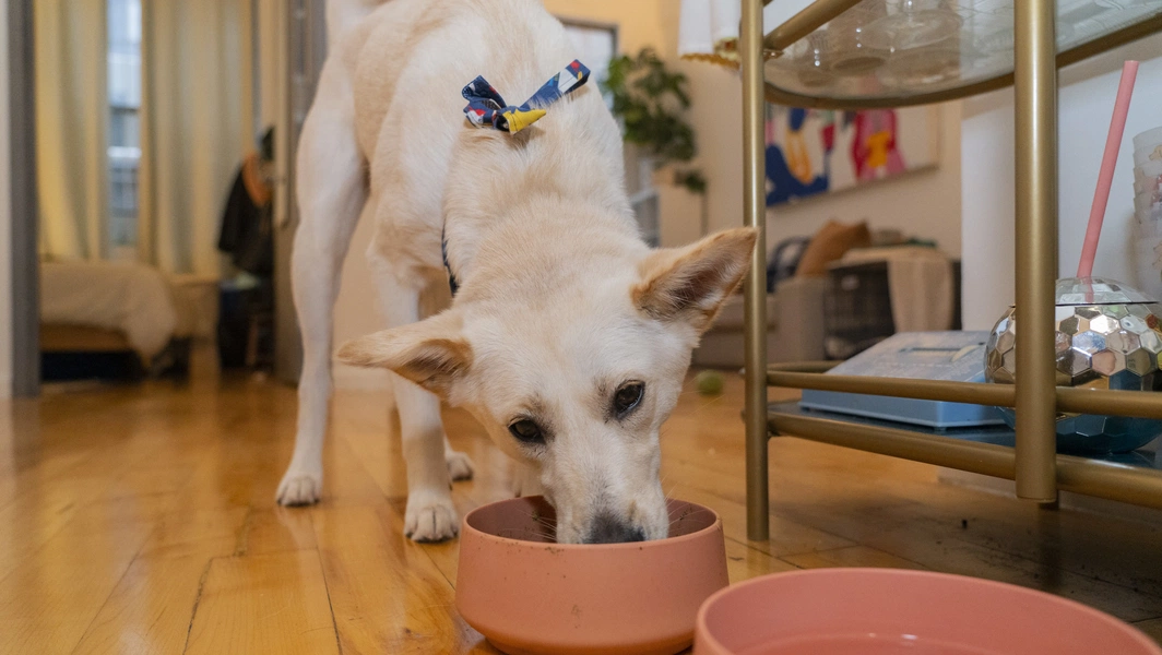 7 behavioral signs of canine depression