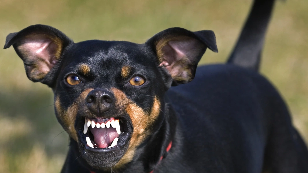 Understanding fear and aggression in dogs