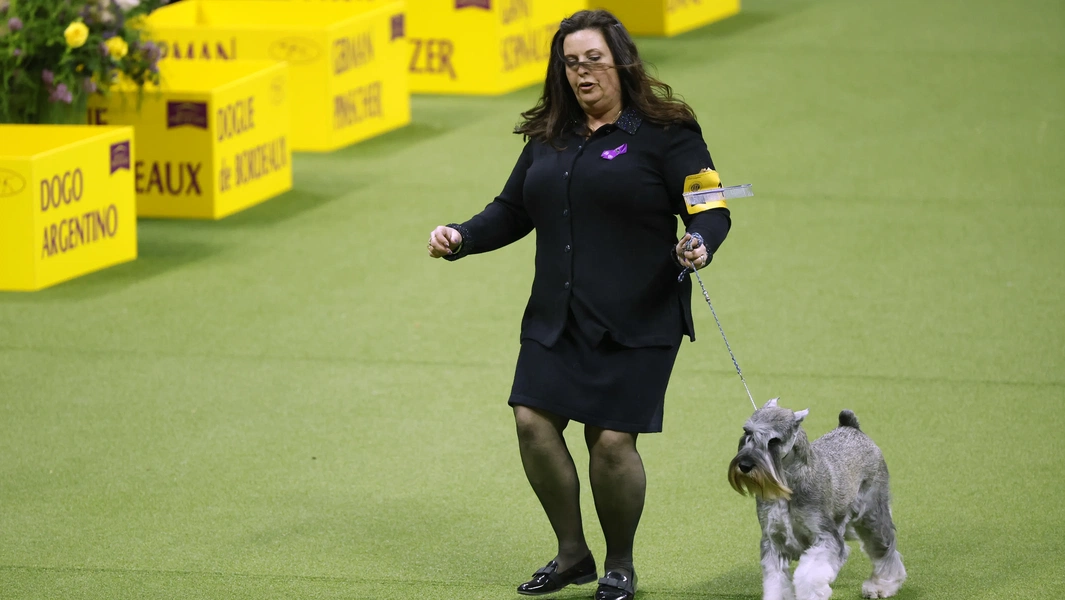 Schnauzer life: From beards to big hearts