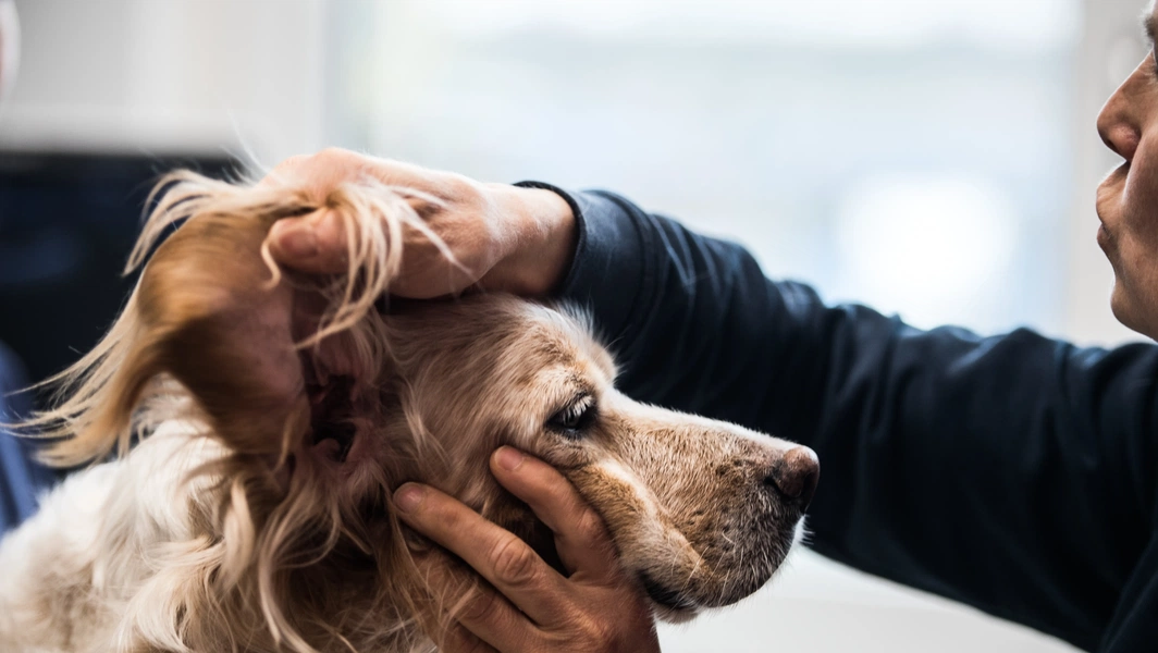Understanding dog ear infections