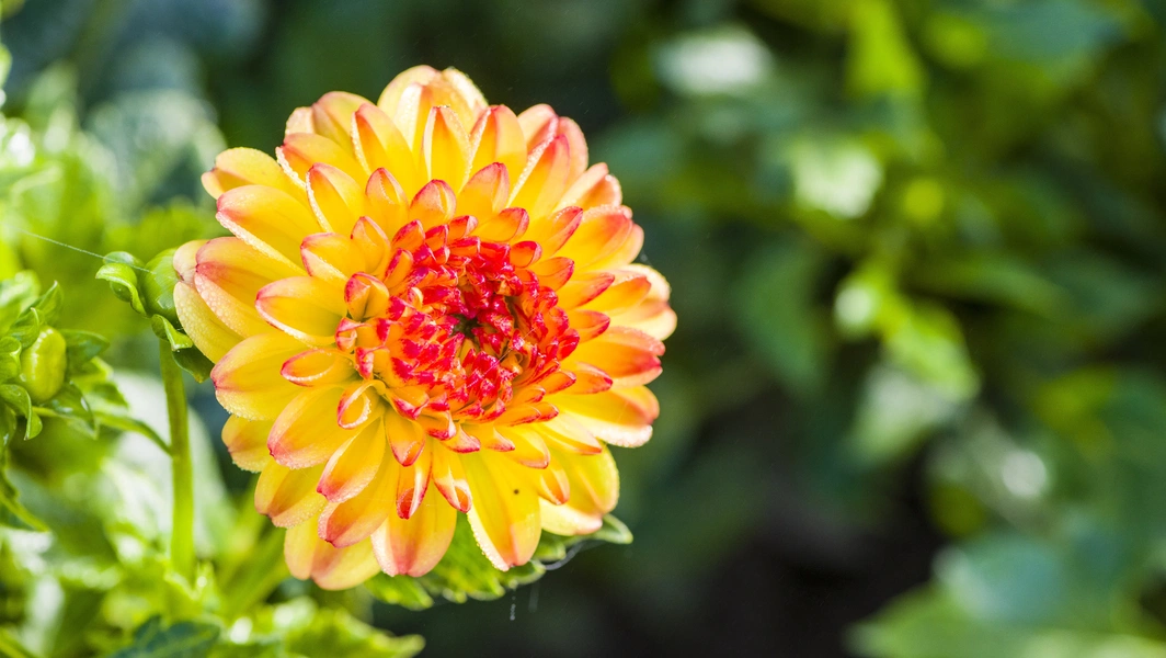 14 beautiful flowers to replace peonies