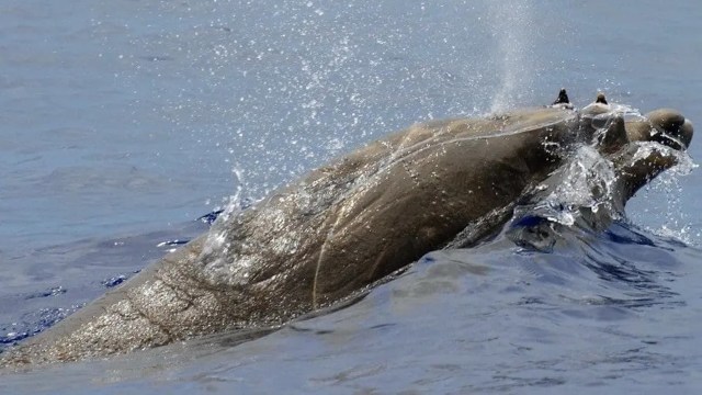 Rare beaked whale washes ashore after sharks tear off part of tail