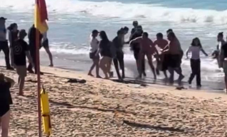 'I think we have to': Shark cull back on the table after Coogee tragedy