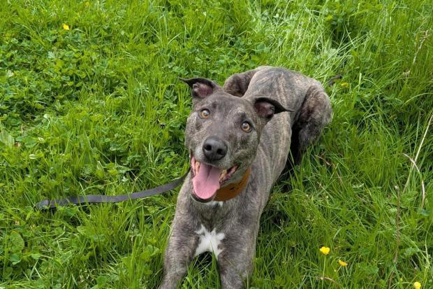 Meet Rocky the 'snuggly' dog looking for a loving home