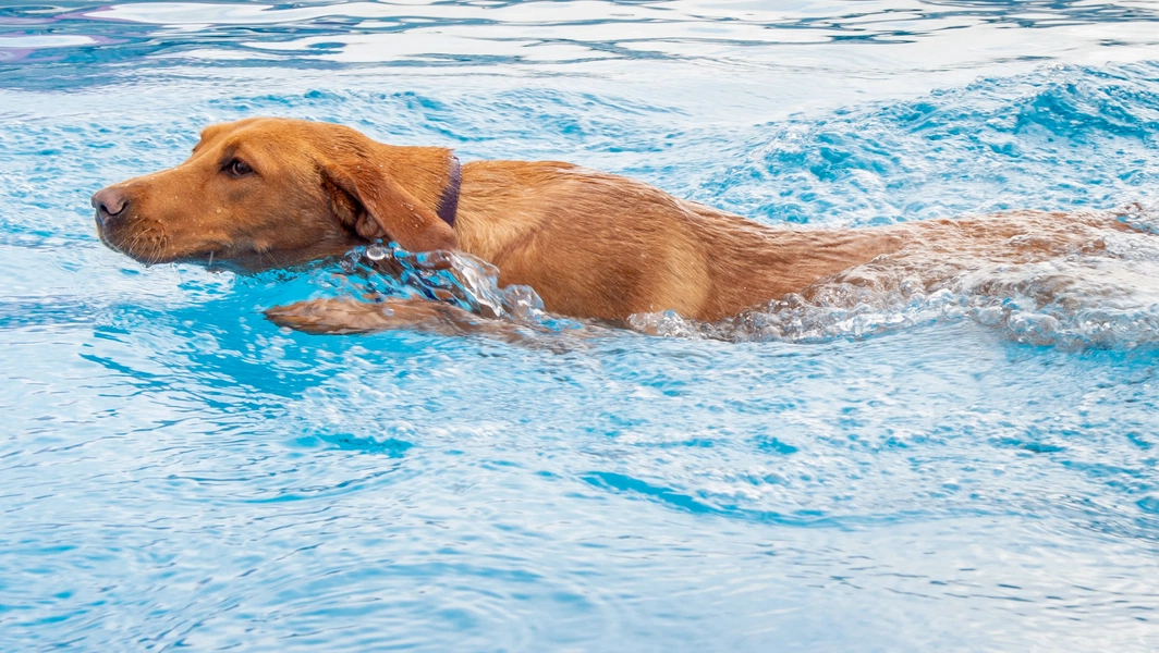 9 affectionate dog breeds that bond closely with families