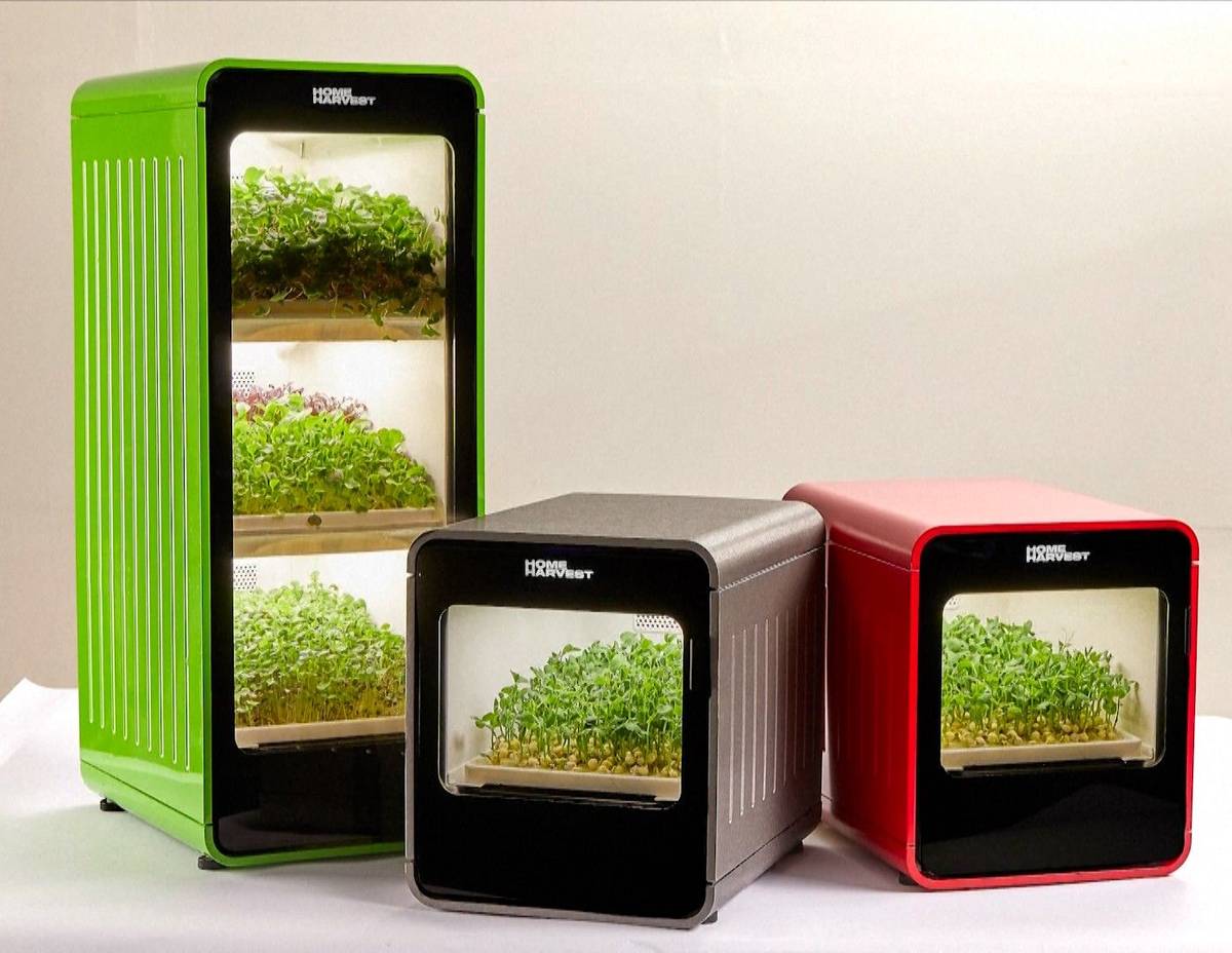 Cultivar alface em oito dias na cozinha: a aposta de uma startup britânica
