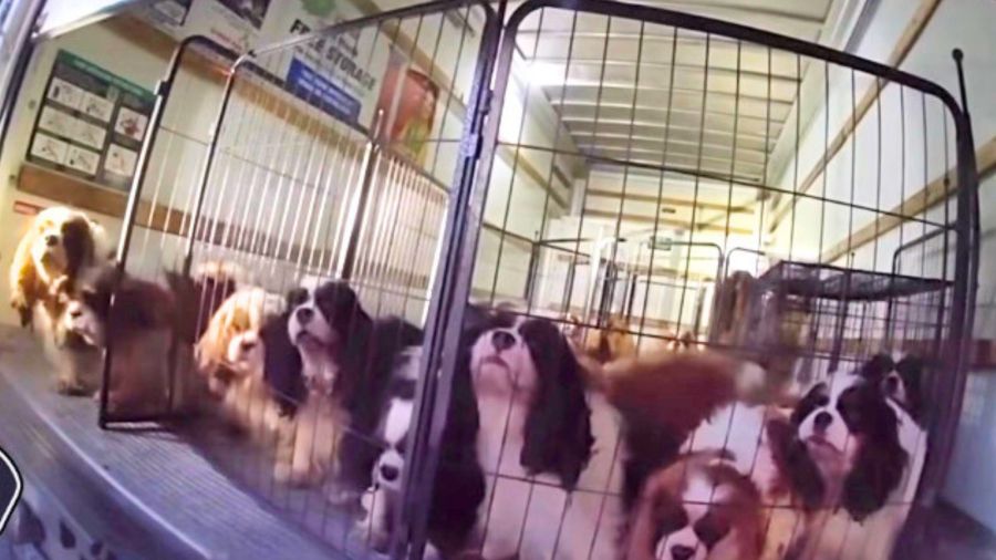 21 dogs found locked inside U-Haul truck in Riverside County, suspect ...