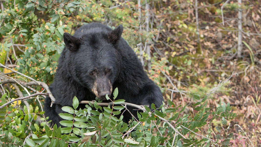 Bear activity triggers camping restrictions in Colorado and Arizona