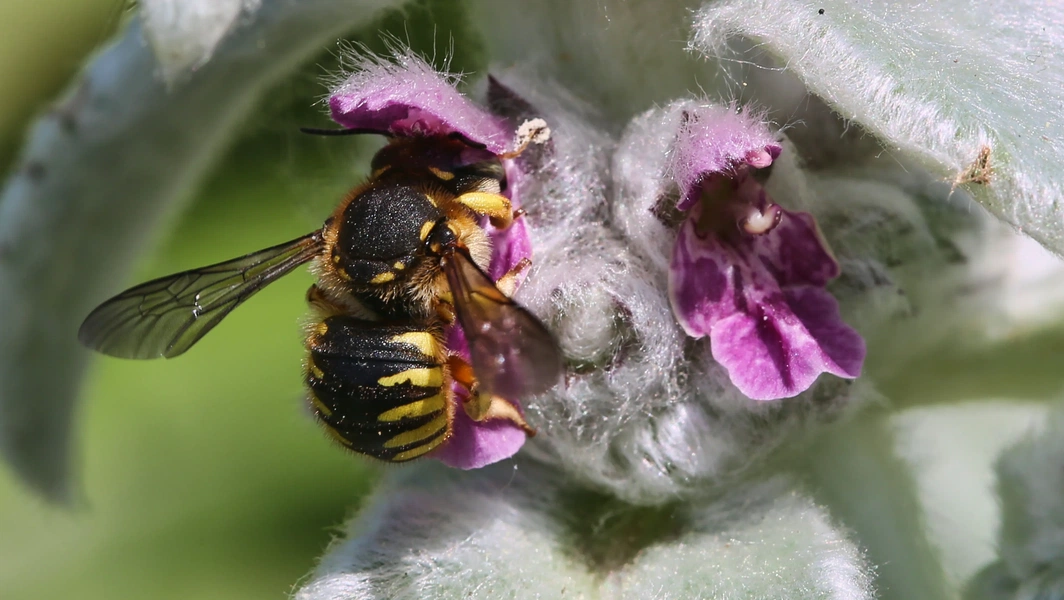 Natural wasp control with essential oils