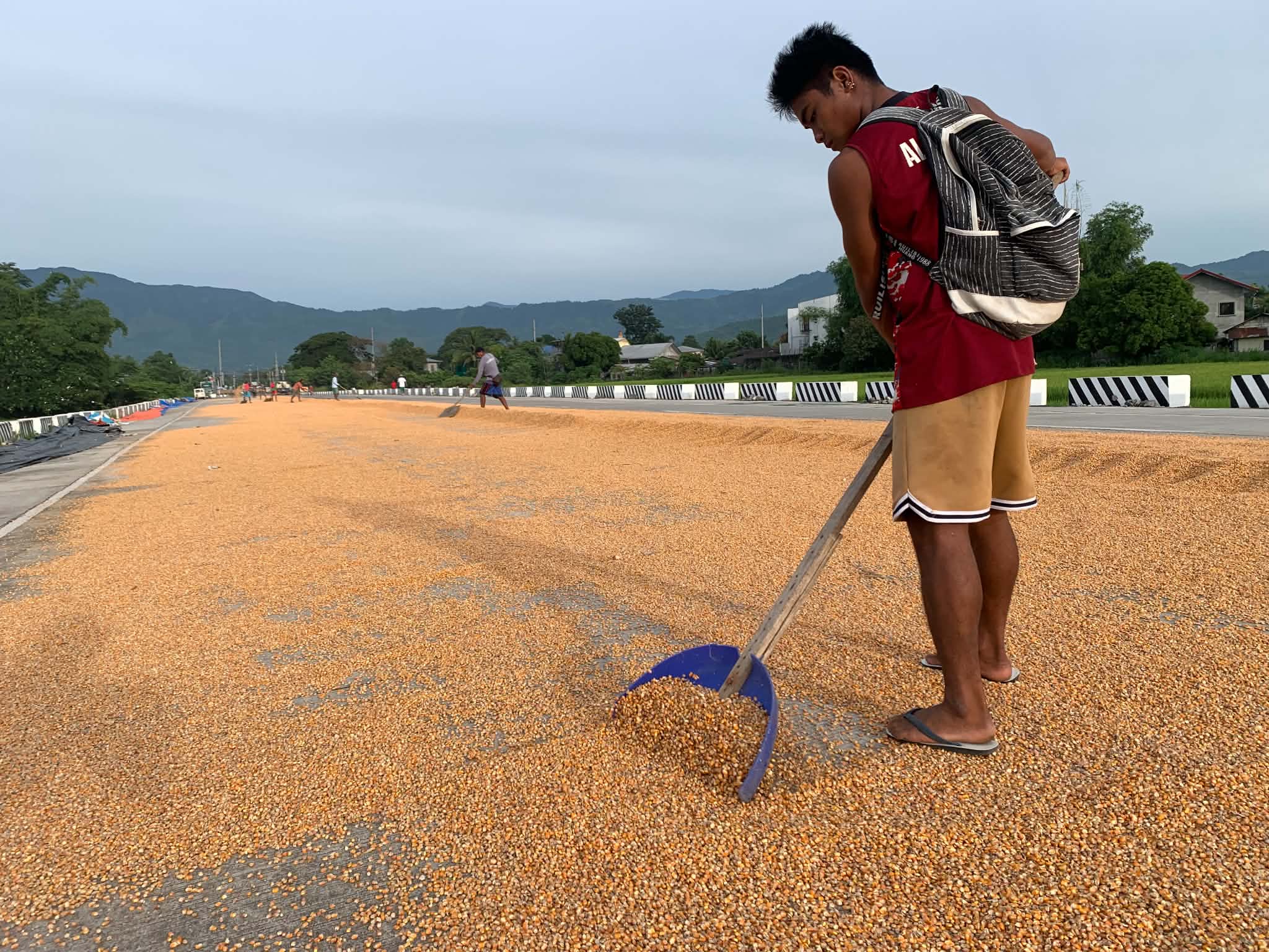 DA eyes bigger corn import quota to boost feed supply