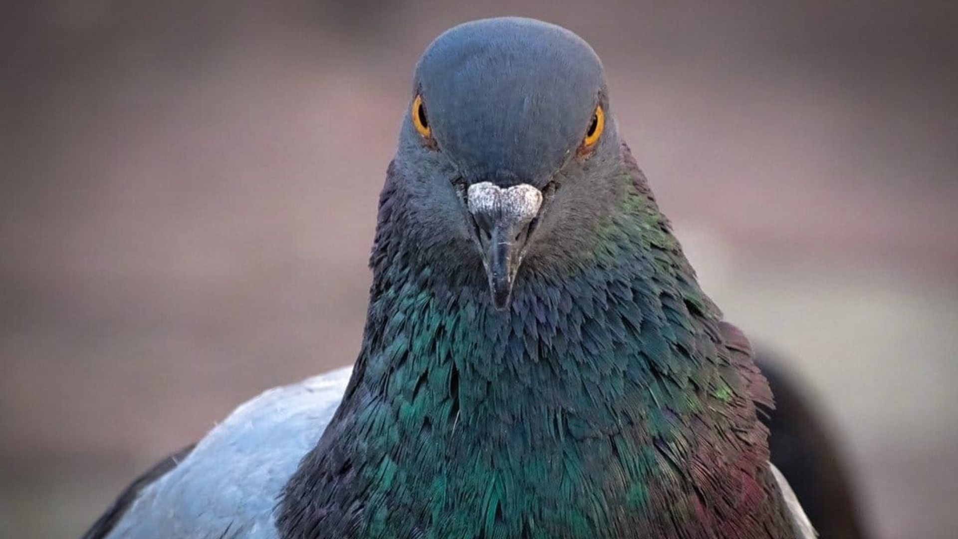 Pigeons may navigate using their livers, surprising new study suggests