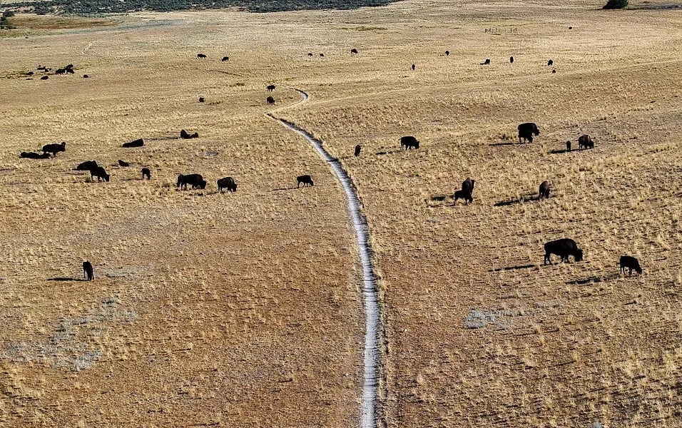 How animals change their lives around us