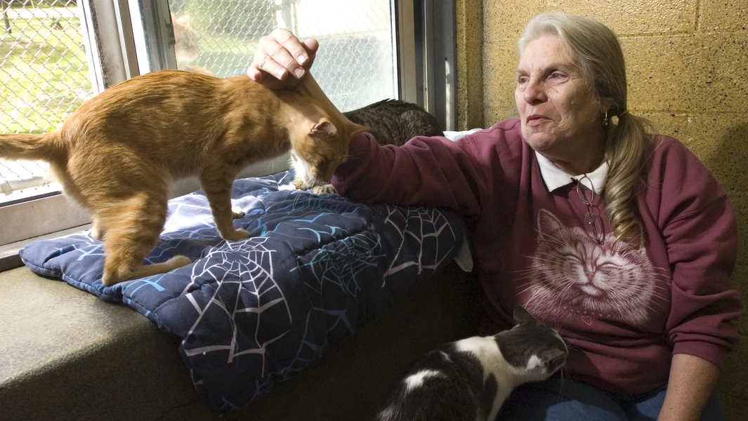 5 inspiring stories of special needs cat rescues