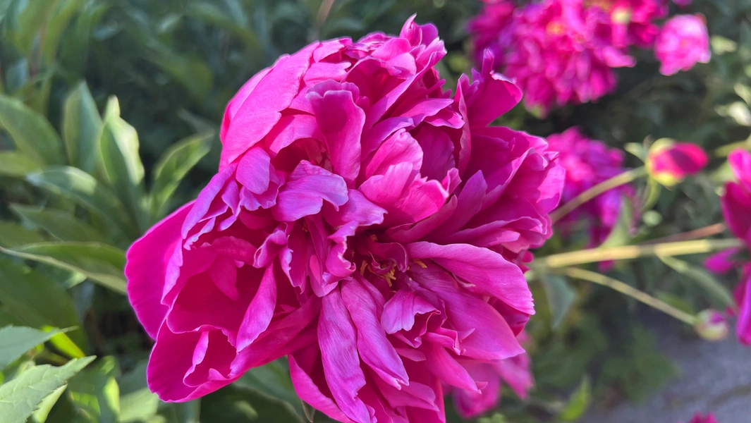Growing peonies for abundant blooms