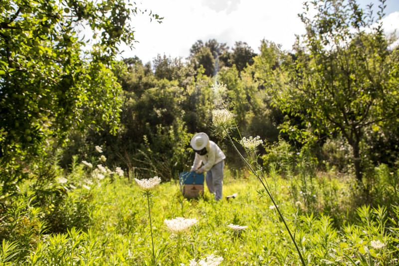 Apiculture douce : et si les abeilles n'avaient plus besoin de nous