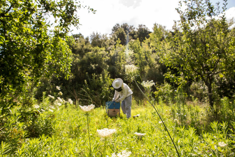 Apiculture douce : et si les abeilles n'avaient plus besoin de nous