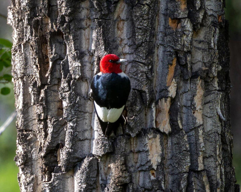 Birdwatchers flock to Calgary park to catch glimpse of rare woodpecker