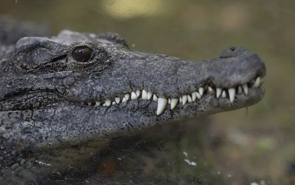 Crocodile tales from prehistory to today