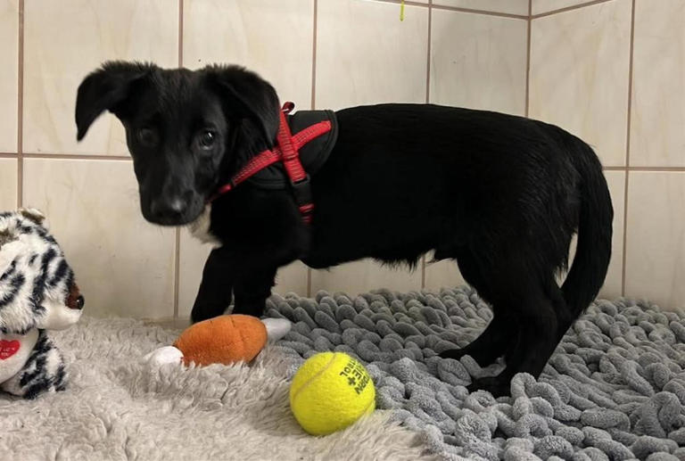 Te psy czekają w schronisku w Toruniu na adopcję. Kto stworzy im nowy dom?