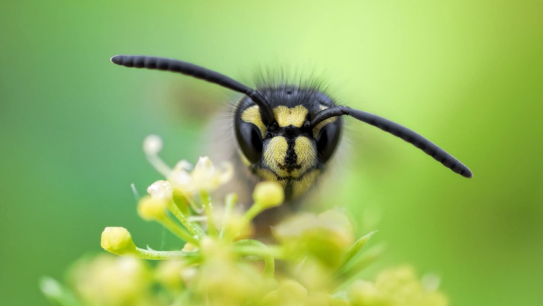 Natural wasp control with essential oils
