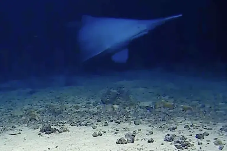 Rare goblin shark filmed in natural habitat for the first time