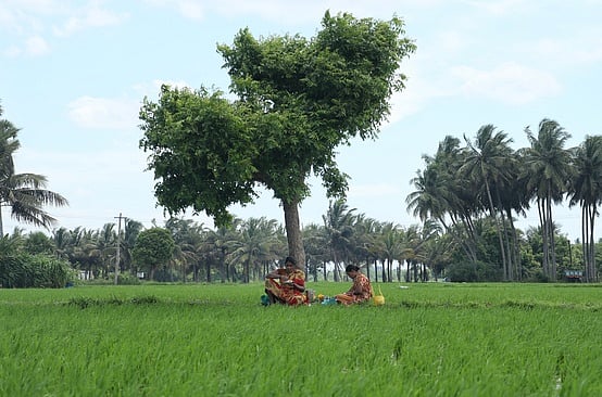 Heat stress costs Indian farmers 81 working days a year, study finds