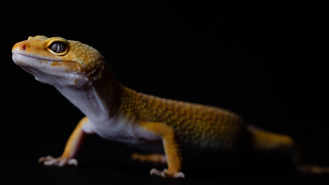 How geckos build trust with humans