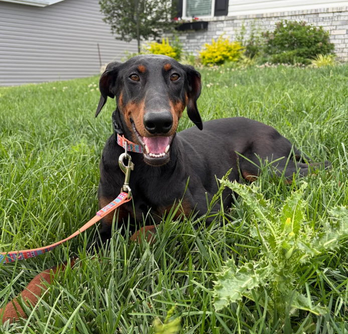 'How do I go about getting her more comfortable and more confident in ...