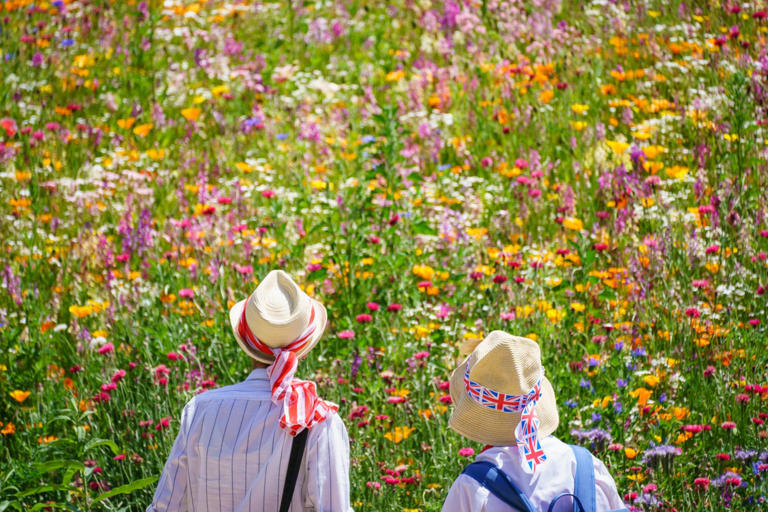 Ten of the best plants to attract pollinating insects to your garden