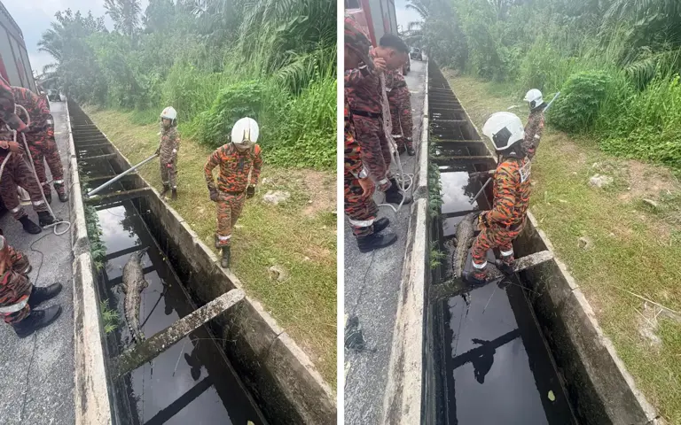 Firemen capture 3m-long crocodile trapped in Banting drain