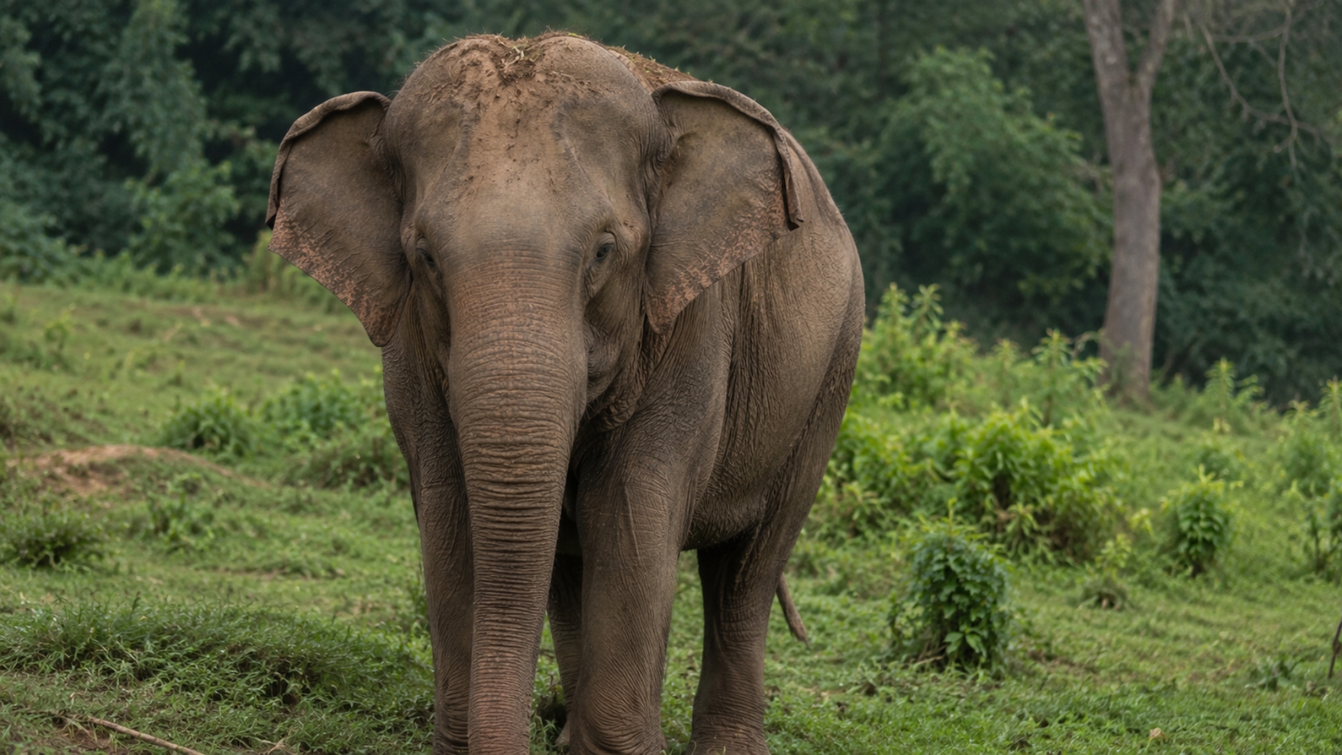 Happy the elephant, whose mirror test changed science, dies at 55