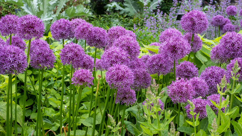 Deer-resistant plants that will bring color to your yard, according to ...