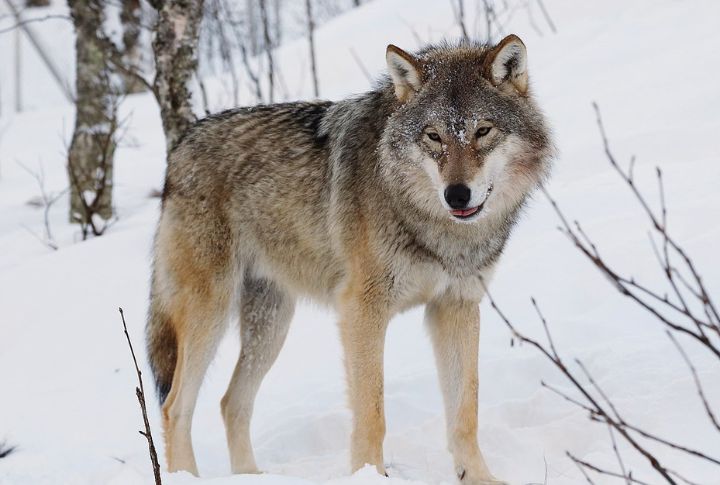 10 rivals wolves would rather not encounter in the wild