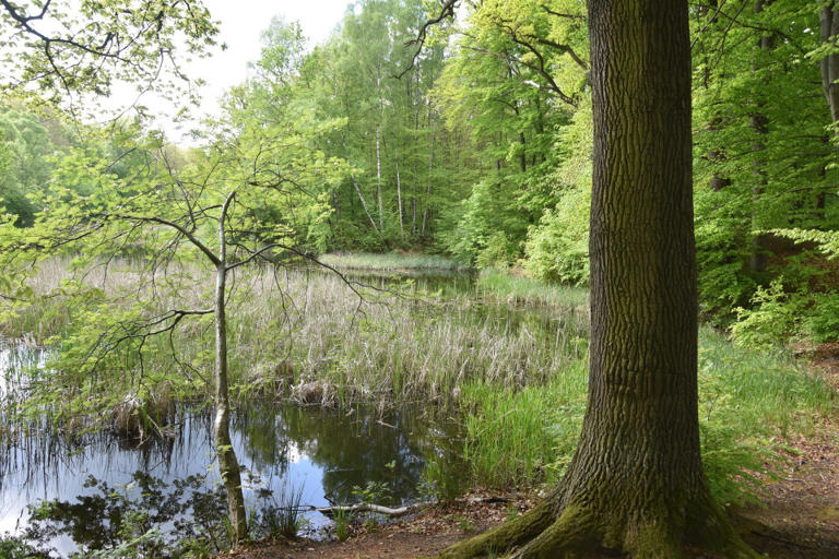 Urokliwe śródleśne stawy pod Tarnowem zostaną zagospodarowane. Buczyna ...