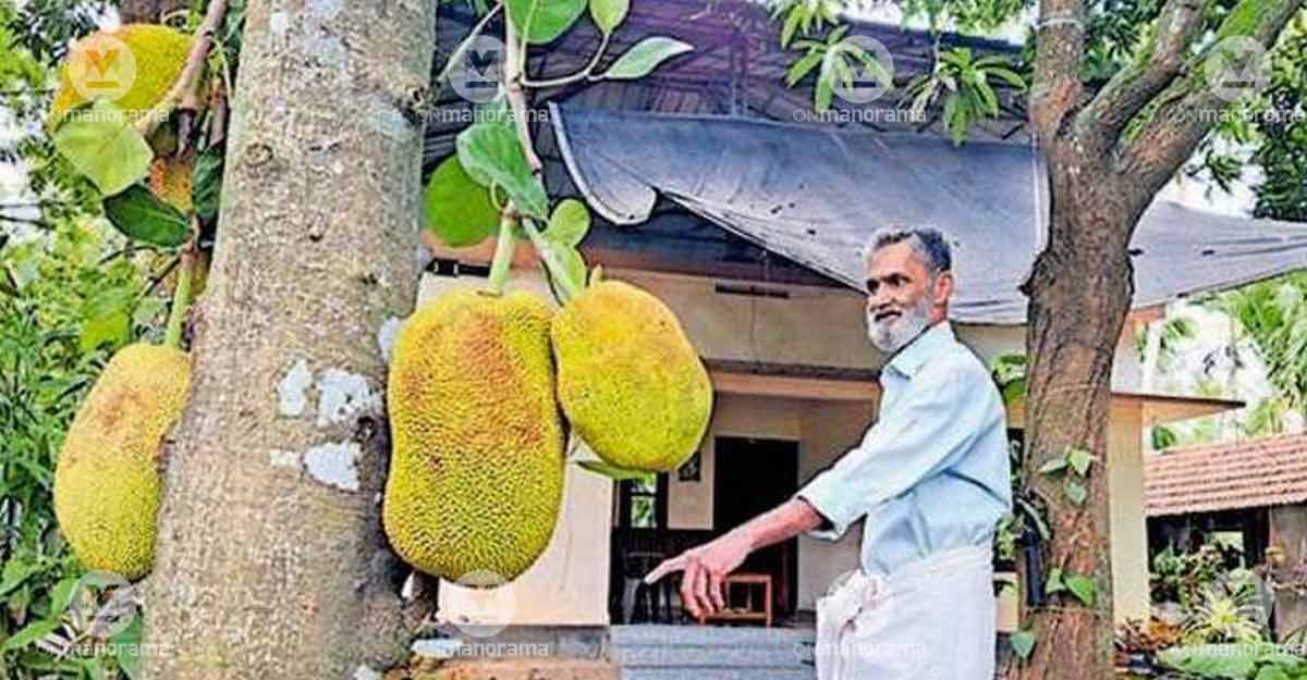 Wild elephants force elderly farmer in Malappuram to strip jackfruit ...