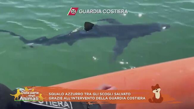 Squalo azzurro tra gli scogli salvato grazie all'intervento della ...