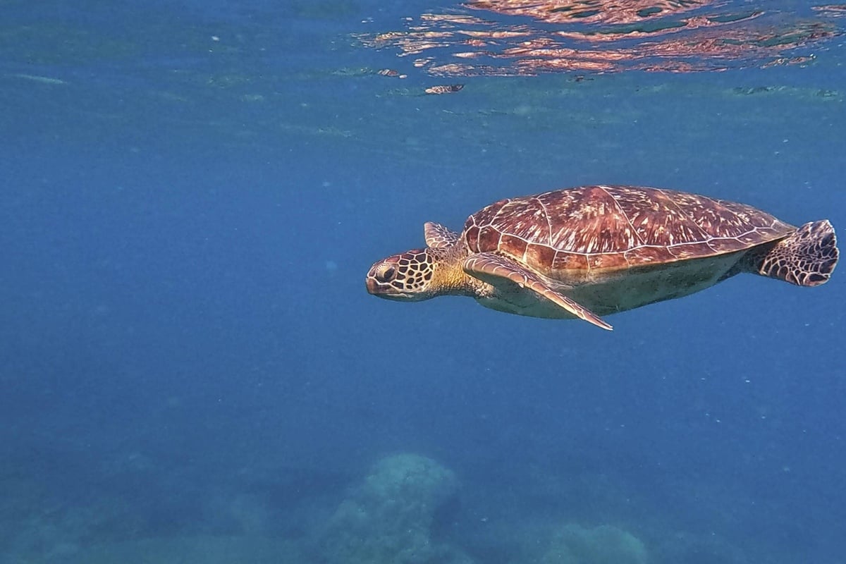 China accuses foreign entities of using "spy turtles" to fish for sea ...