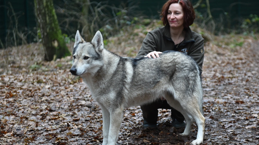 Living with the wild side of wolf dogs