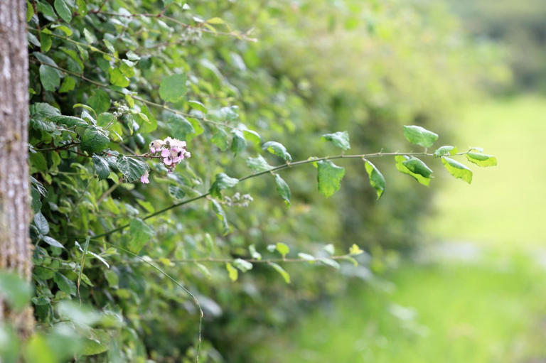 Hedge cutting rules explained