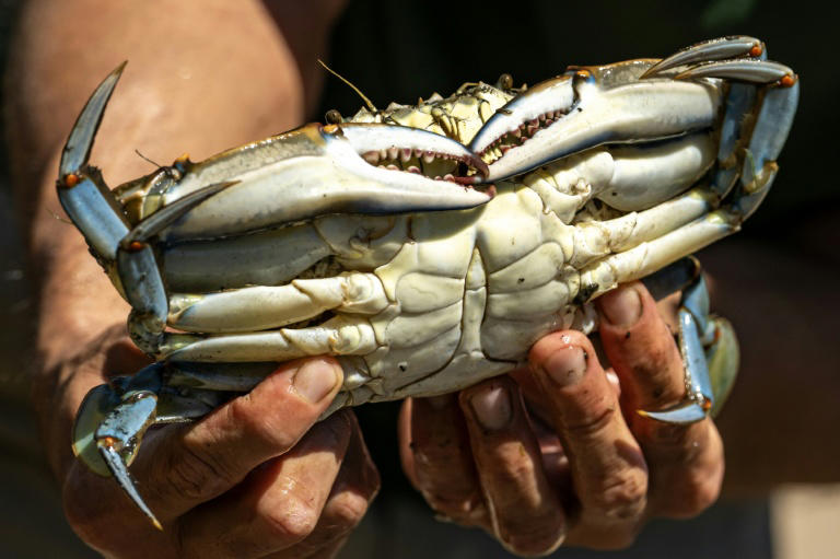 Le crabe bleu, un envahissant crustacé à savourer pour mieux le contrôler
