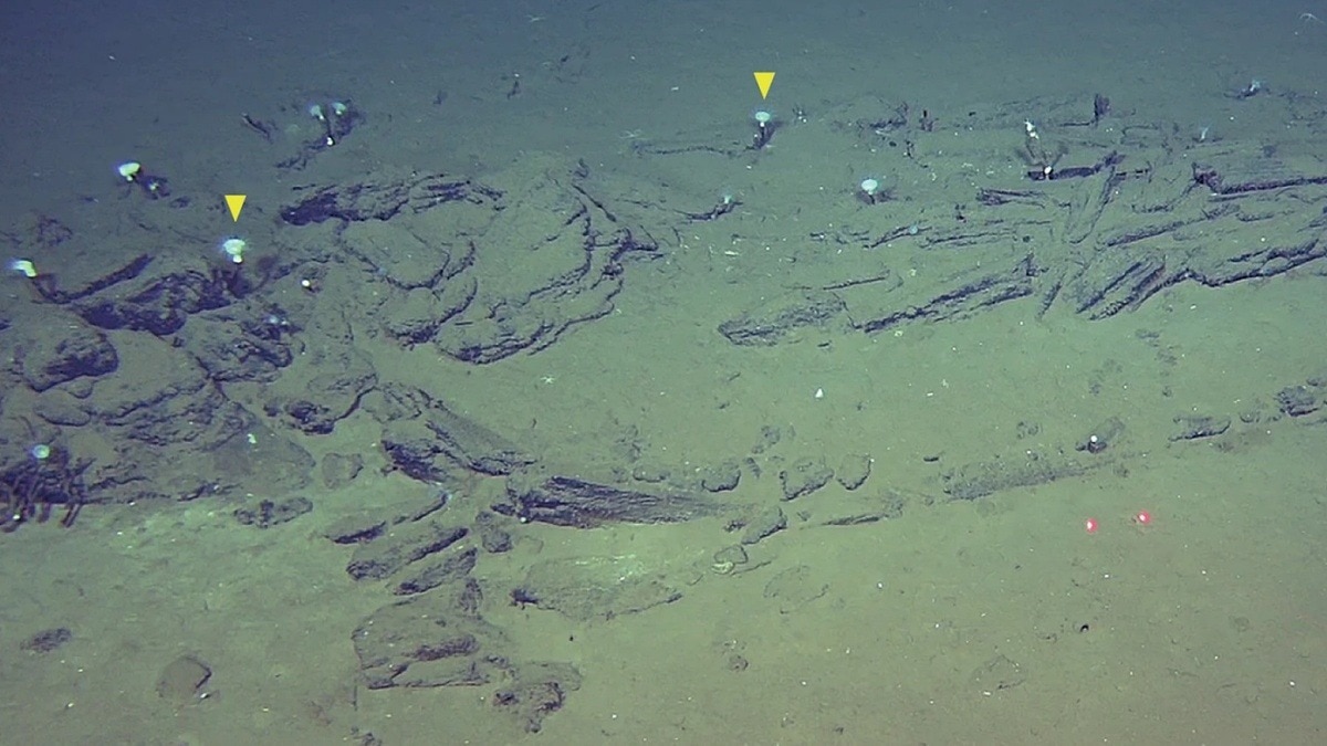 World's deepest graveyard discovered in Indian Ocean. It belongs to ...